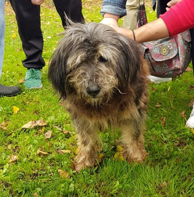 Adiós a 'Pochina', la perra más anciana de La Bolgachina | El Comercio