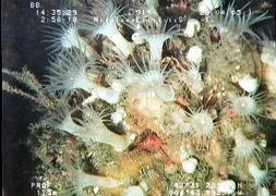 El Cachucho se integra en la Red de Areas Marinas Protegidas de España ...