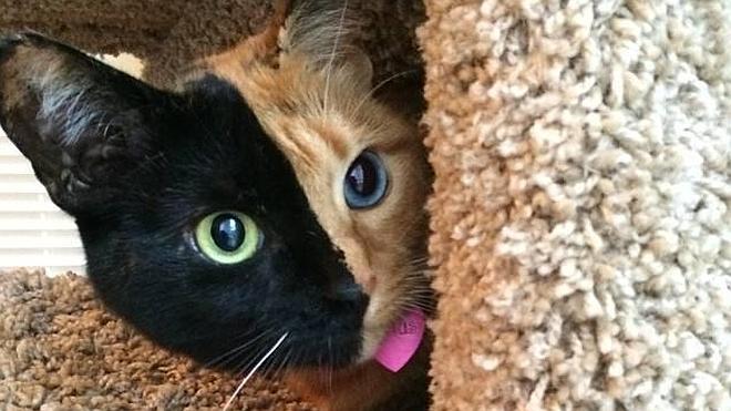 Venus, la gata con dos caras que arrasa en Internet | El Comercio