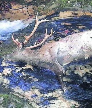 Dos helicópteros retiran un venado muerto en la Ruta del Alba | El Comercio