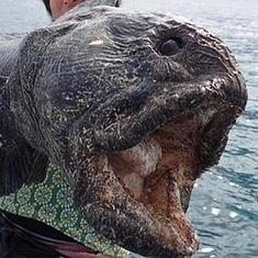 El impresionante pez lobo | El Comercio